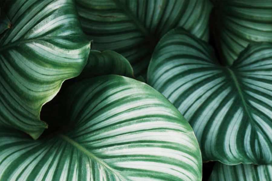 Moda – House Rules ~ Starling Creative